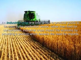 Crops | PPT