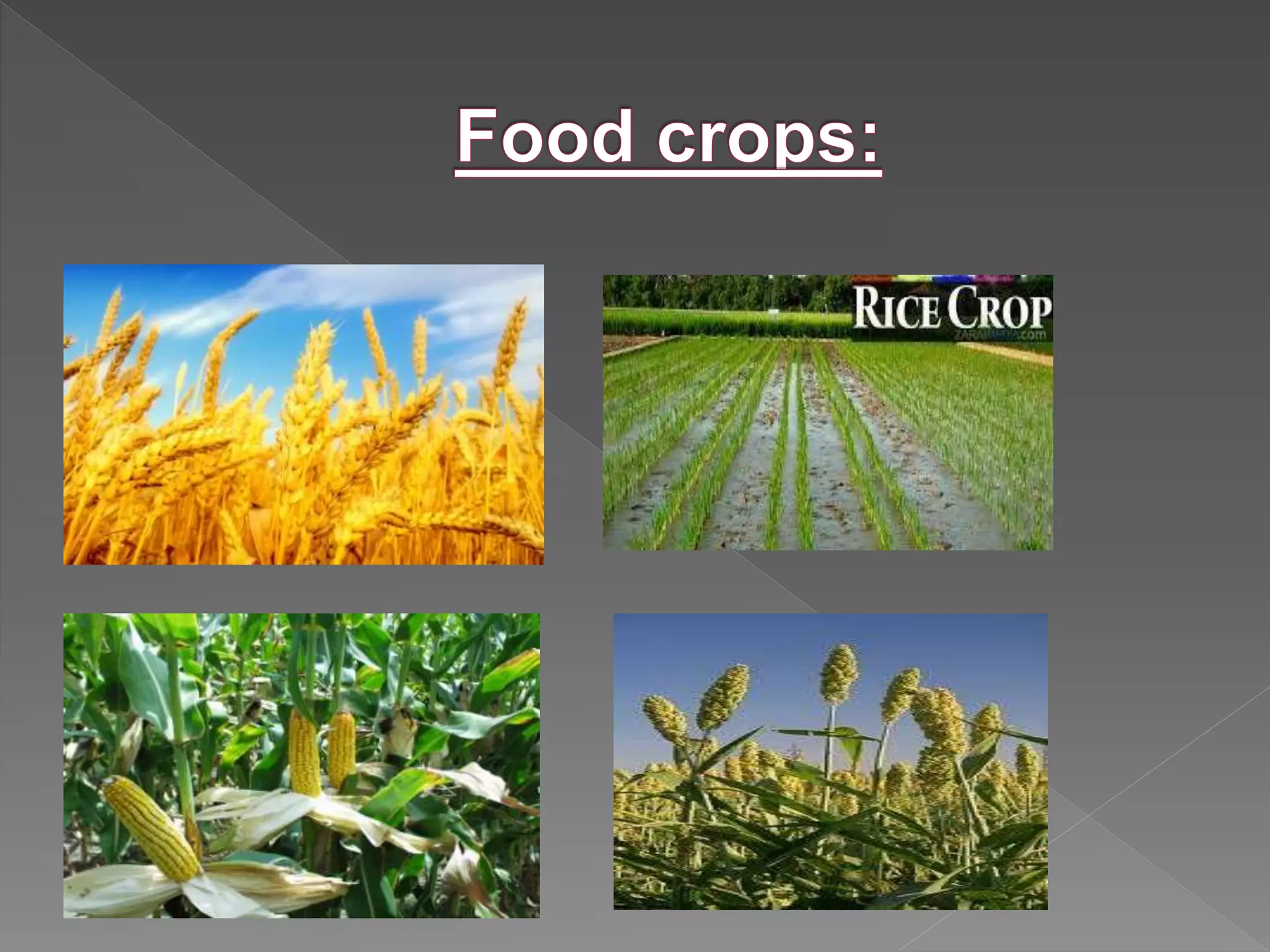 Crops | PPT