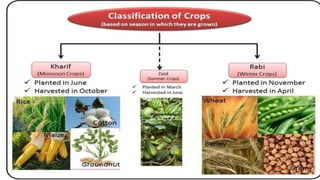 Crops and its types | PPTX