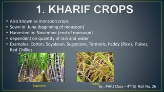 crops by Pihu Class 4th A.pptx