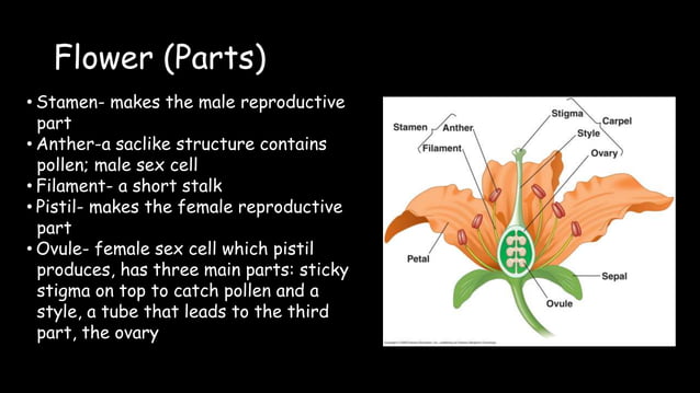 PLANT STRUCTURE, CLASSIFICATION, GROWTH AND DEVELOPMENT. | PPT