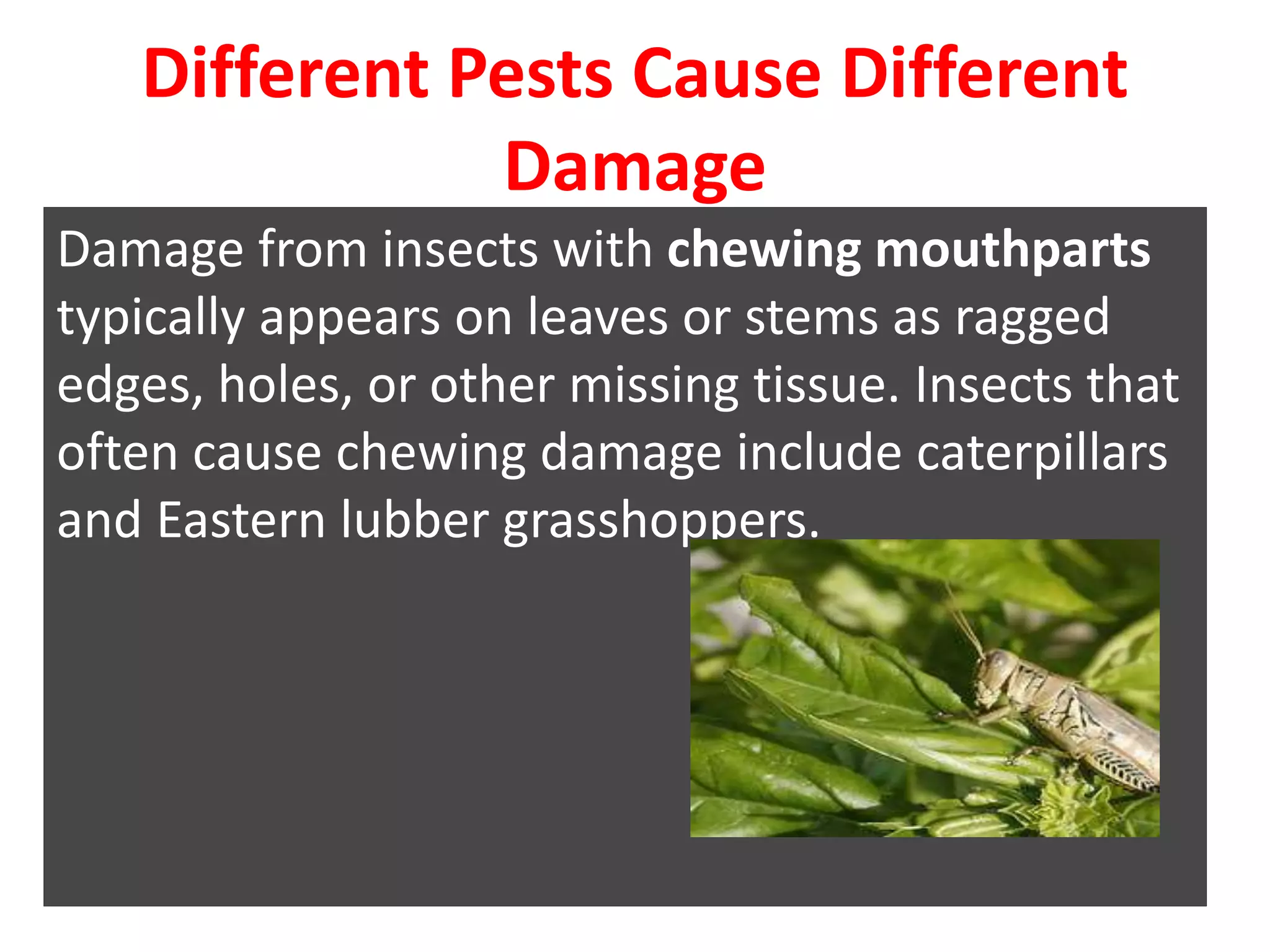Crop science pest damage(orig) | PPTX