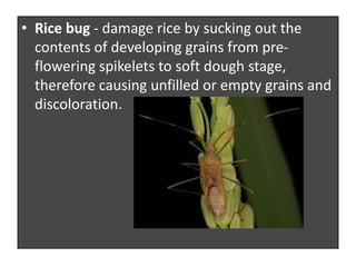 Crop science pest damage(orig) | PPT