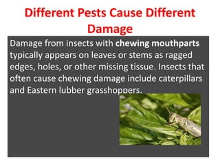 Crop science pest damage(orig) | PPT