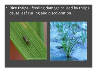 Thrips Damage In Rice