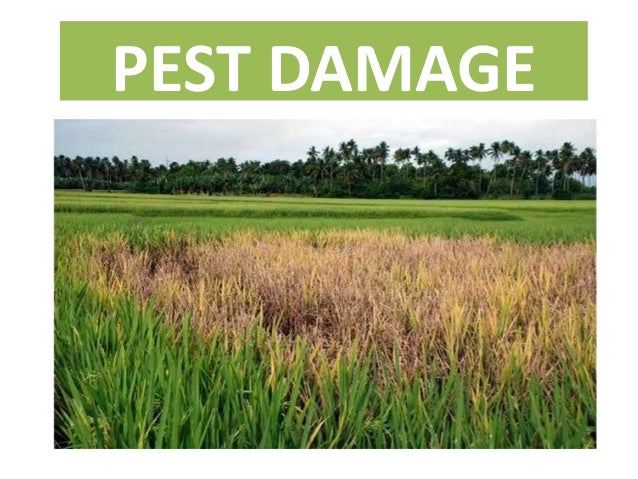 Crop science pest damage(orig)