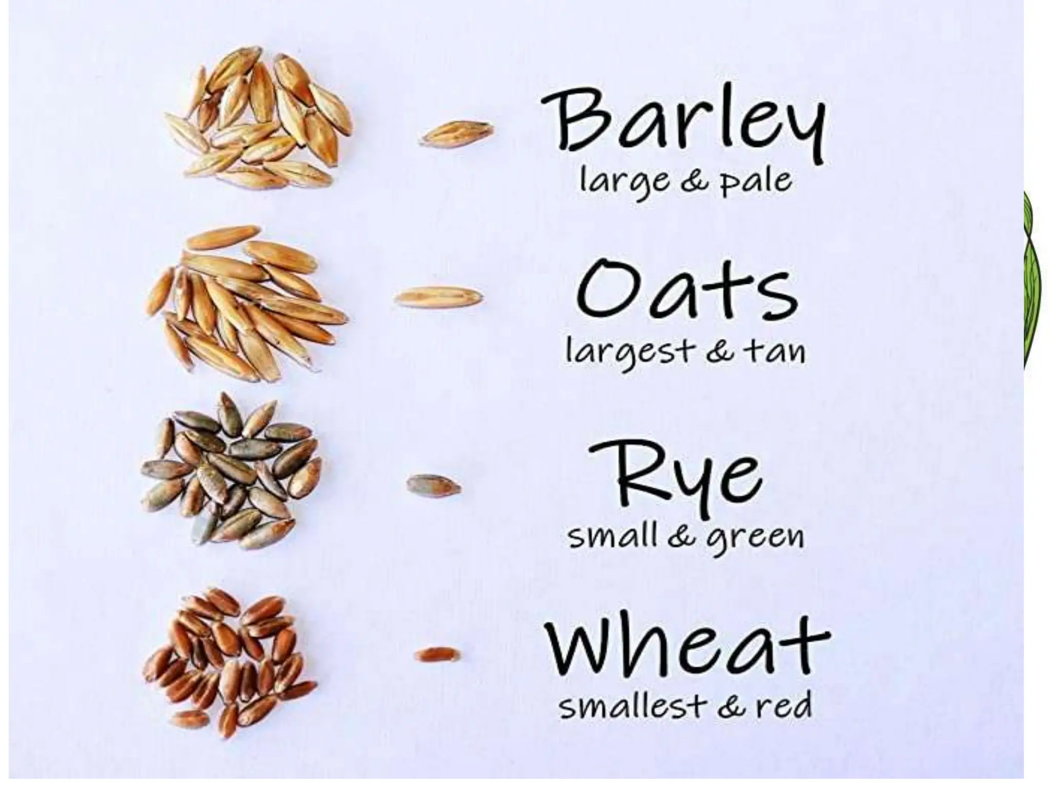 Agronomic Crops Classification - Agriculture | PPT