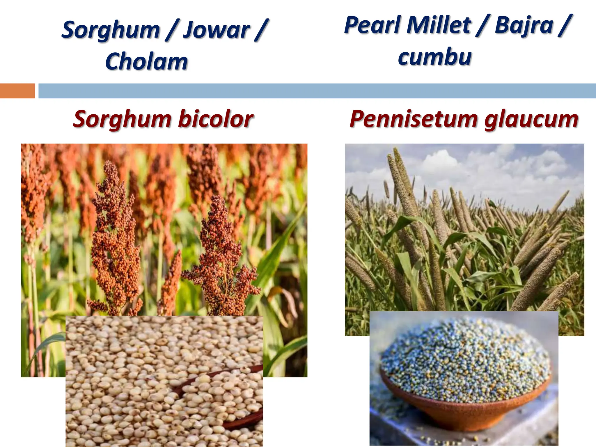 Agronomic Crops Classification - Agriculture | PPT