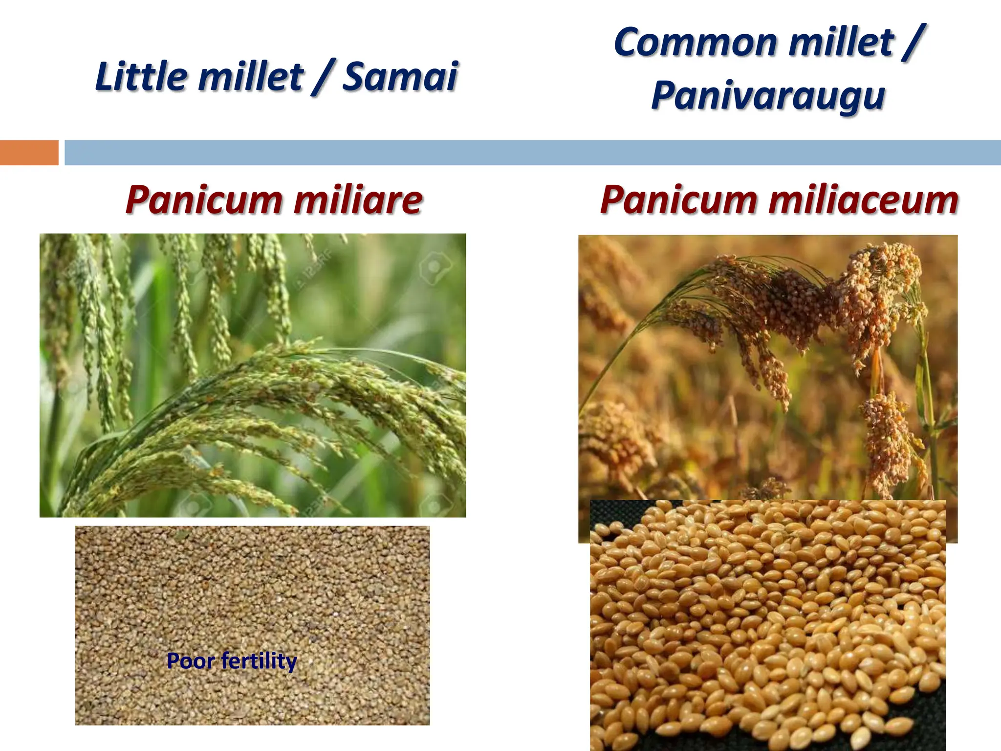 Agronomic Crops Classification - Agriculture | PPT
