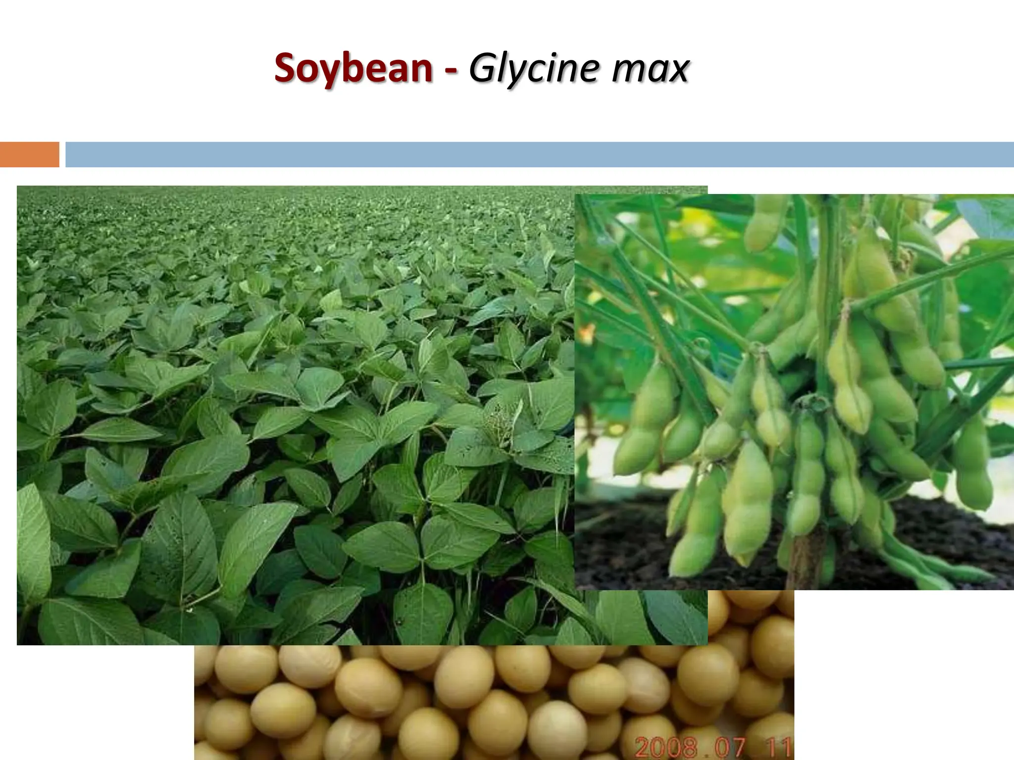Agronomic Crops Classification - Agriculture | PPT