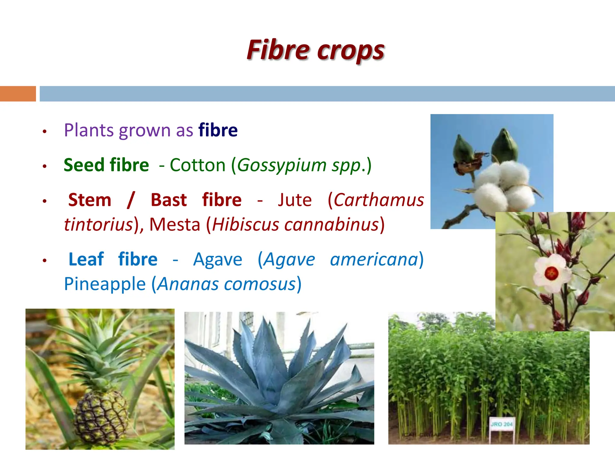 Agronomic Crops Classification - Agriculture | PPT