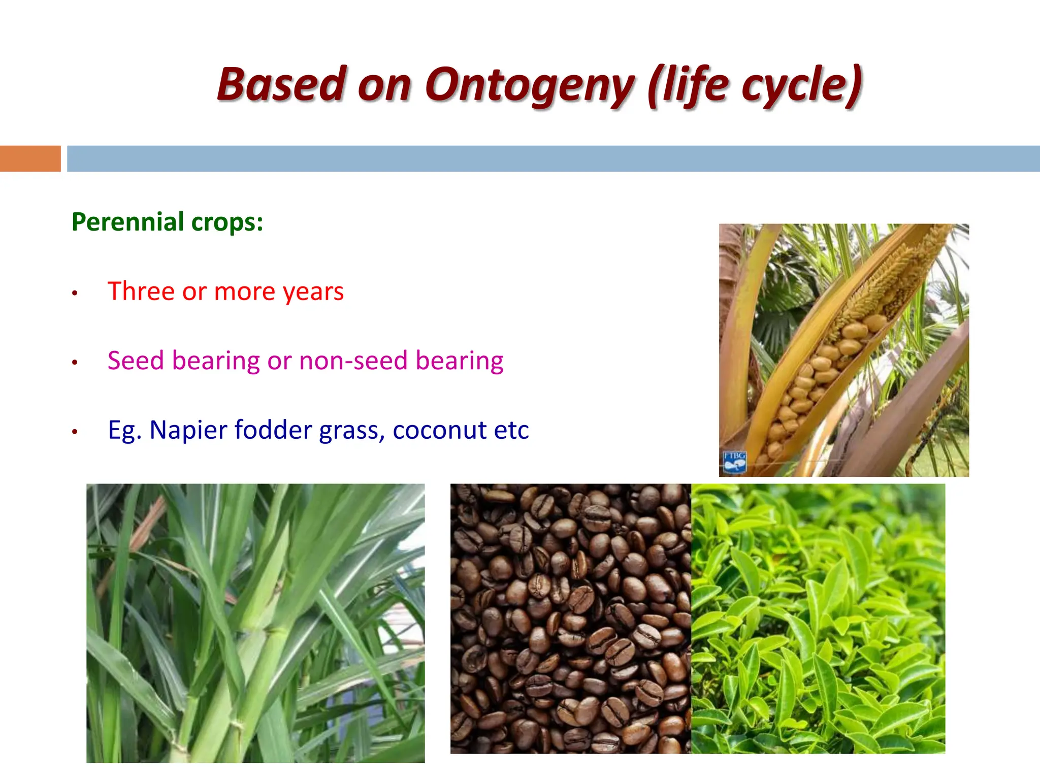 Agronomic Crops Classification - Agriculture | PPT