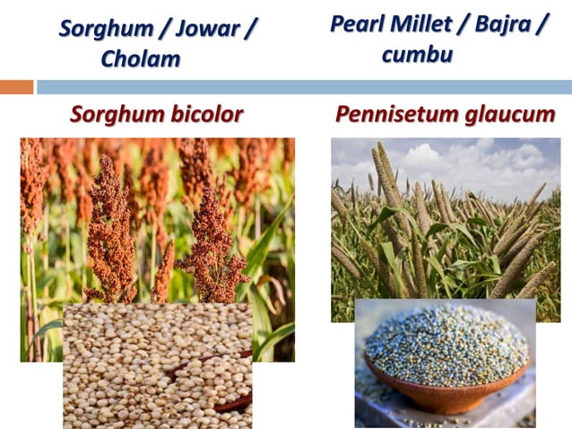 Agronomic Crops Classification - Agriculture | PPT