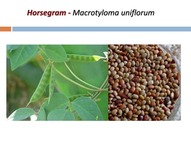 Agronomic Crops Classification - Agriculture | PPT