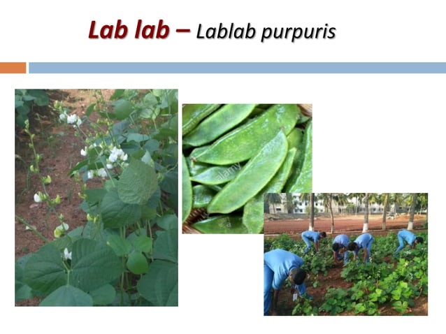 Agronomic Crops Classification - Agriculture | PPT