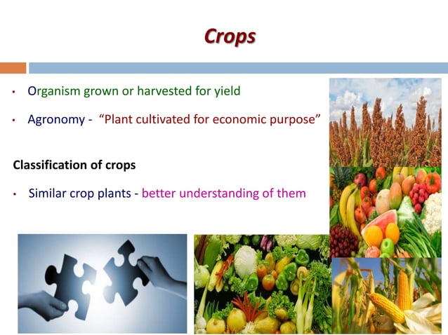 Agronomic Crops Classification - Agriculture | PPT
