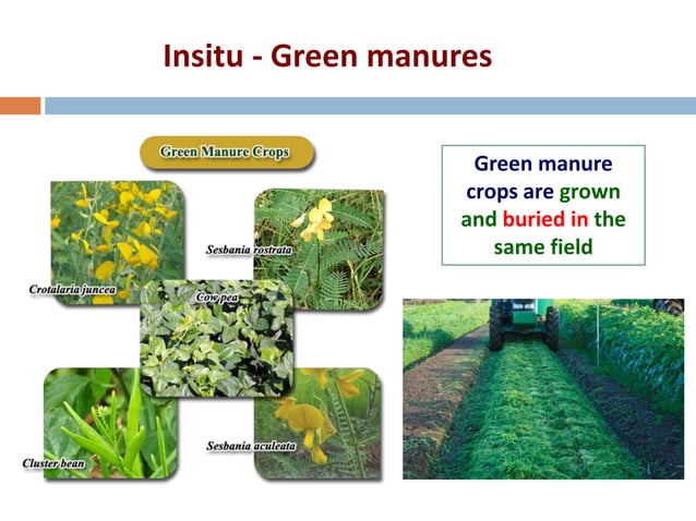Agronomic Crops Classification - Agriculture | PPT
