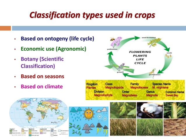 Agronomic Crops Classification - Agriculture | PPT