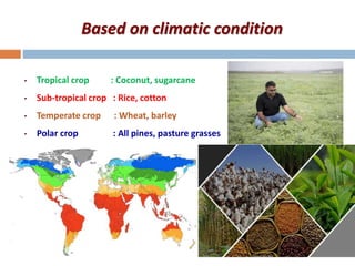 Agronomic Crops Classification - Agriculture | PPT