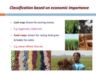 Agronomic Crops Classification - Agriculture | PPT
