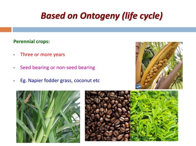 Agronomic Crops Classification - Agriculture | PPT