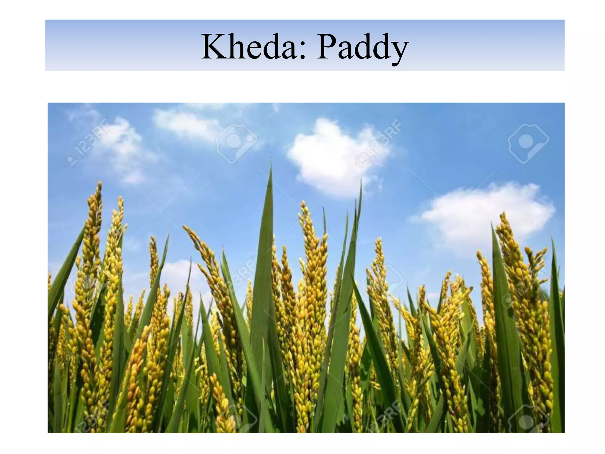 Crops of gujarat | PPTX