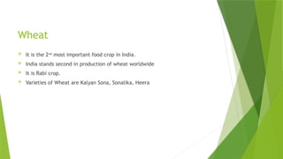 CROPS OF TAMILNADU power point presentation | PPTX