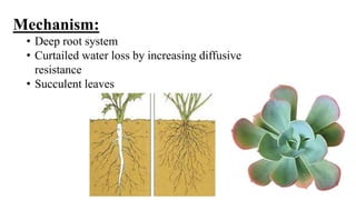Crops on the basis of drought | PPTX
