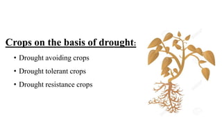 Crops on the basis of drought | PPTX