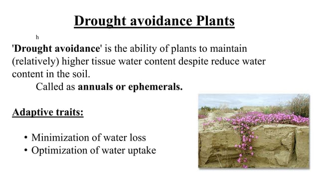 Crops on the basis of drought | PPTX