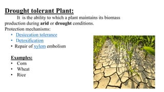 Crops on the basis of drought | PPTX