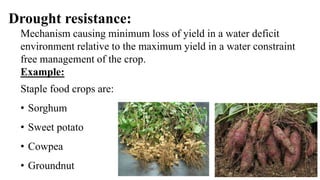 Crops on the basis of drought | PPTX