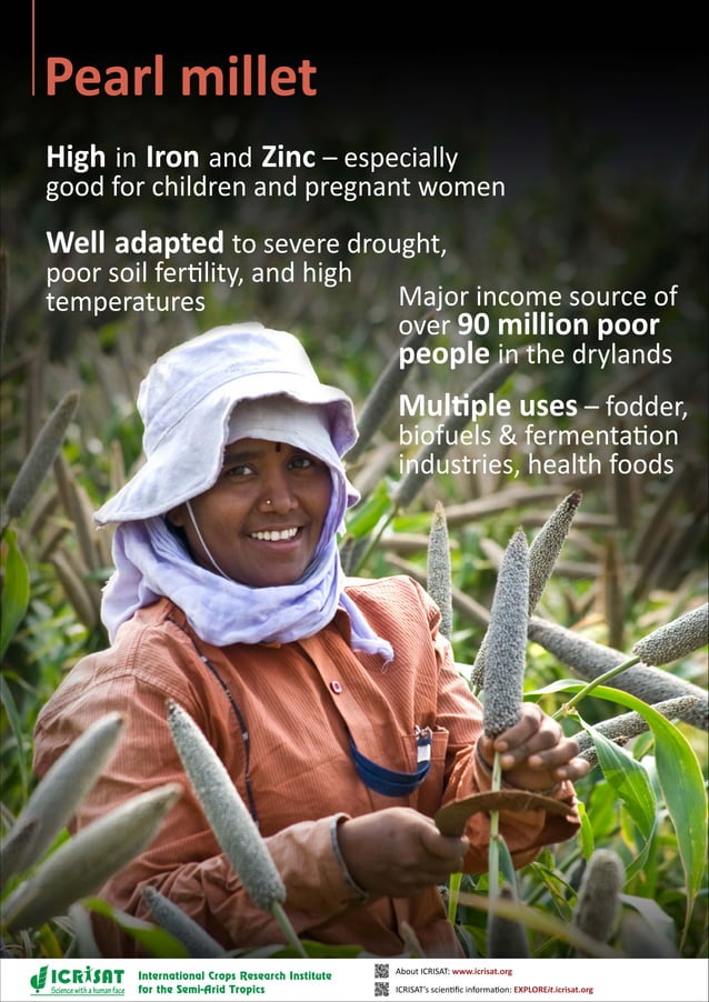 Crops poster pearl millet 1 | PDF
