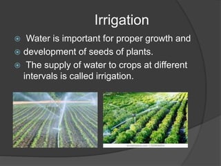 Crops production and management | PPT | Free Download