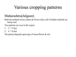 Crop study banana | PPTX