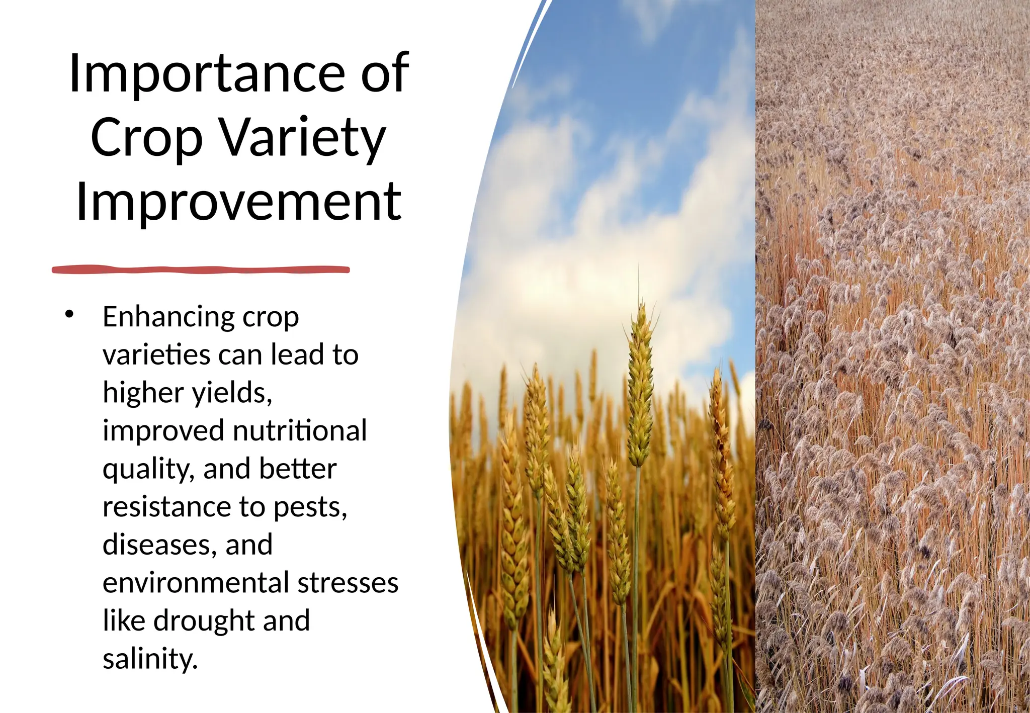 Crop_Variety_Improvement_Presentation.pptx