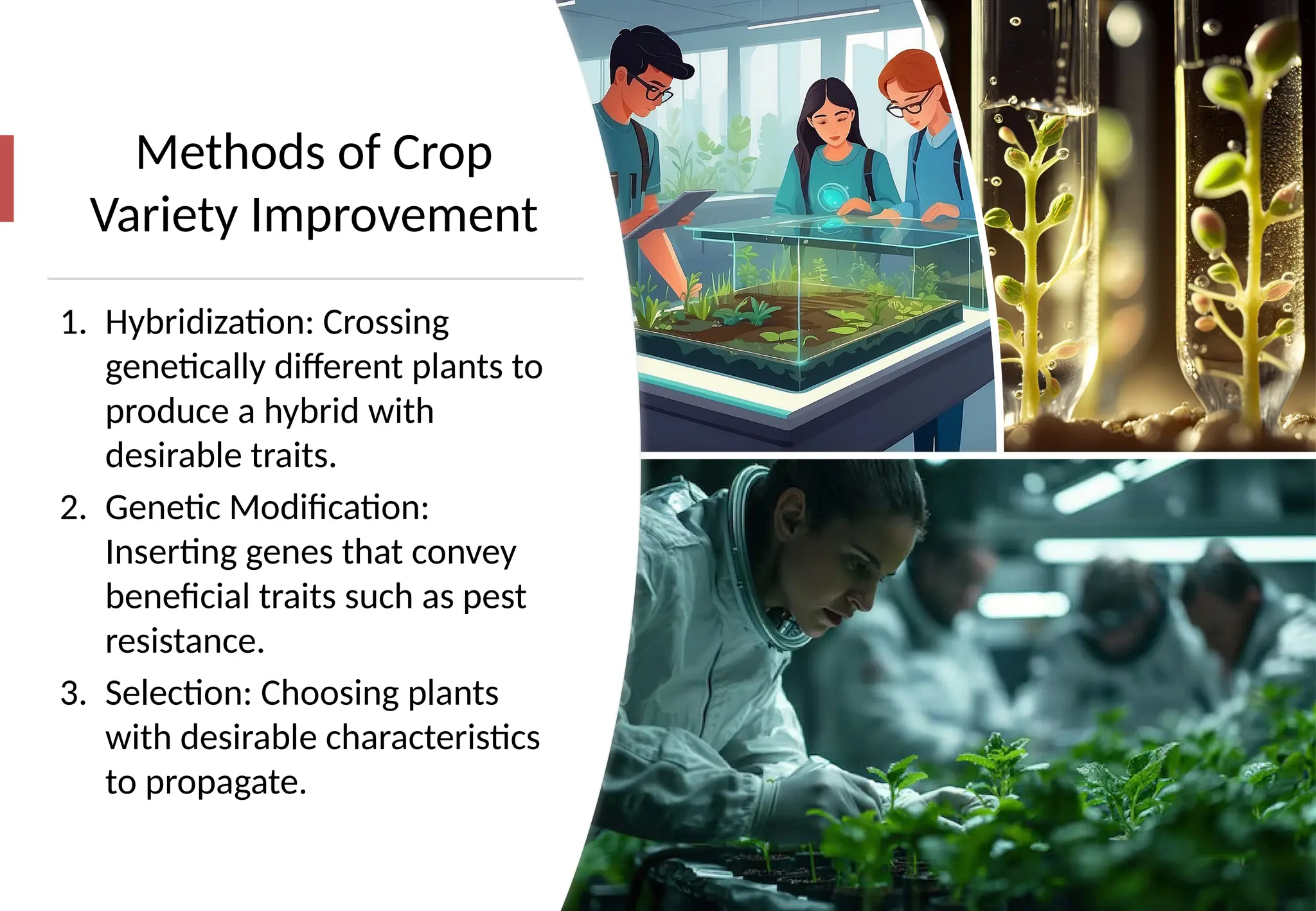 Crop_Variety_Improvement_Presentation.pptx