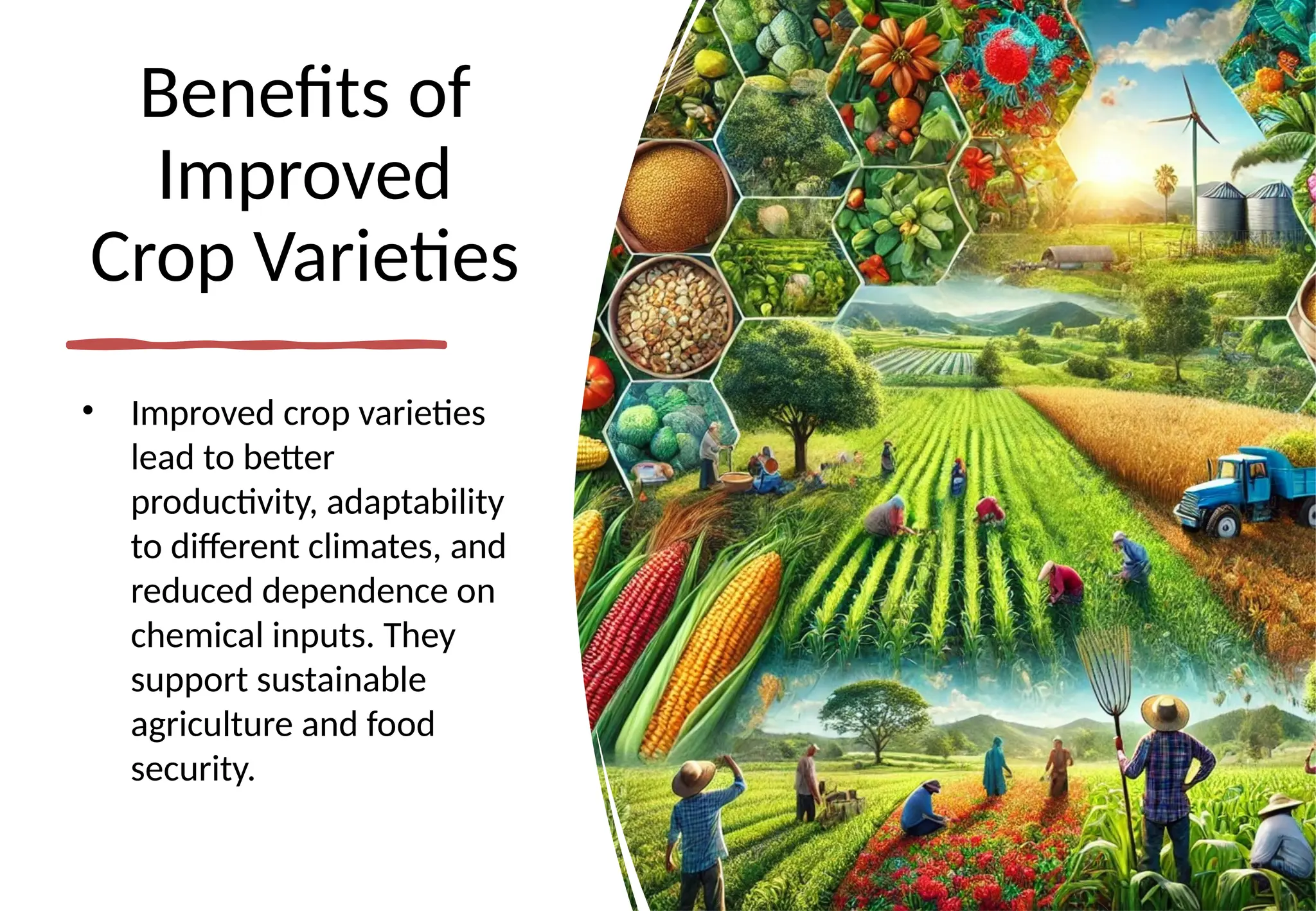 Crop_Variety_Improvement_Presentation.pptx