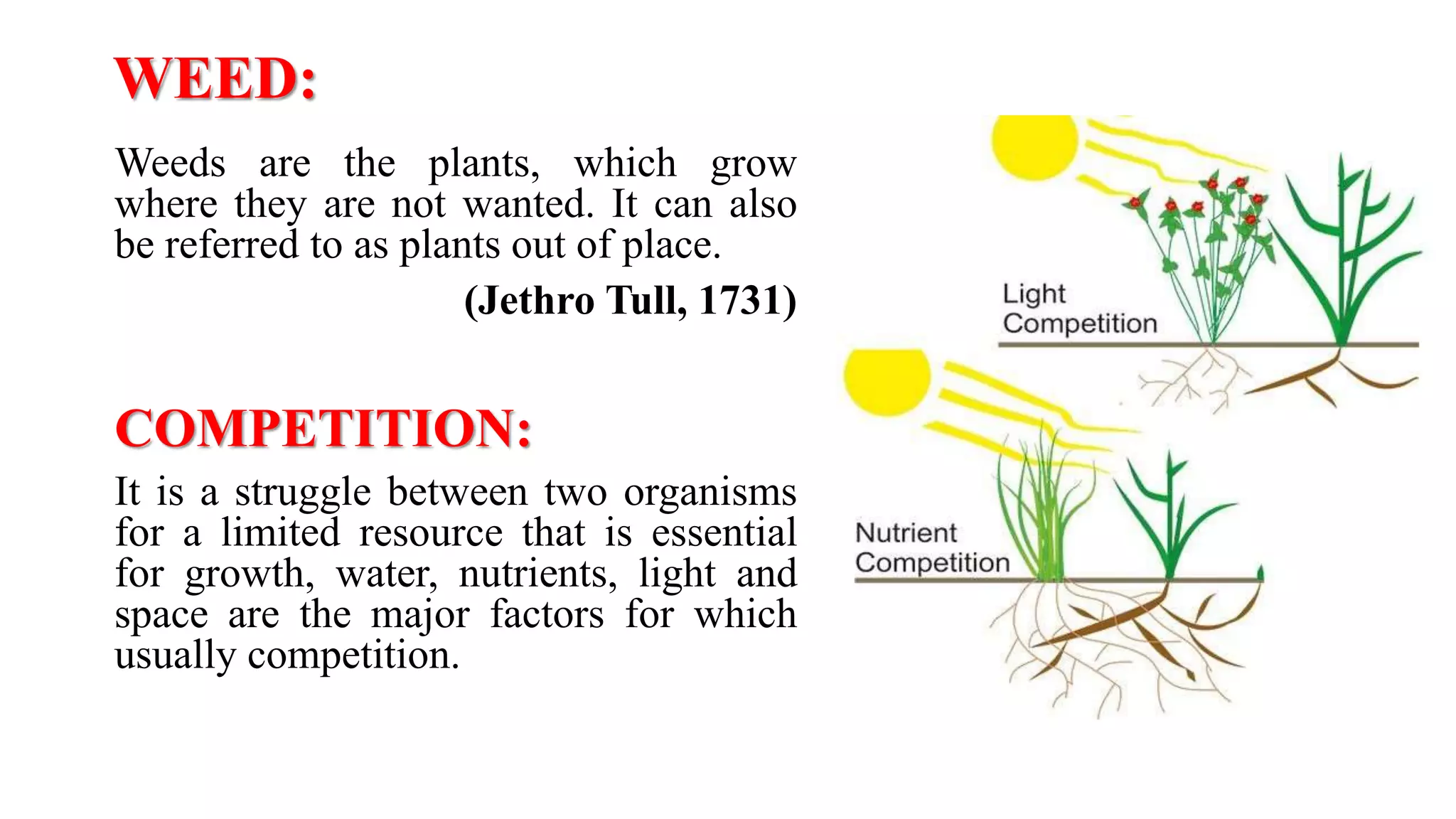 CROP WEED COMPETITION.pptx