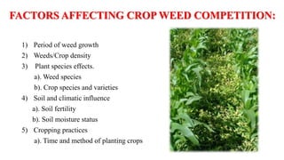 CROP WEED COMPETITION.pptx