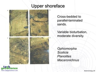 Cross-bedded to parallel-laminated sands..ppt