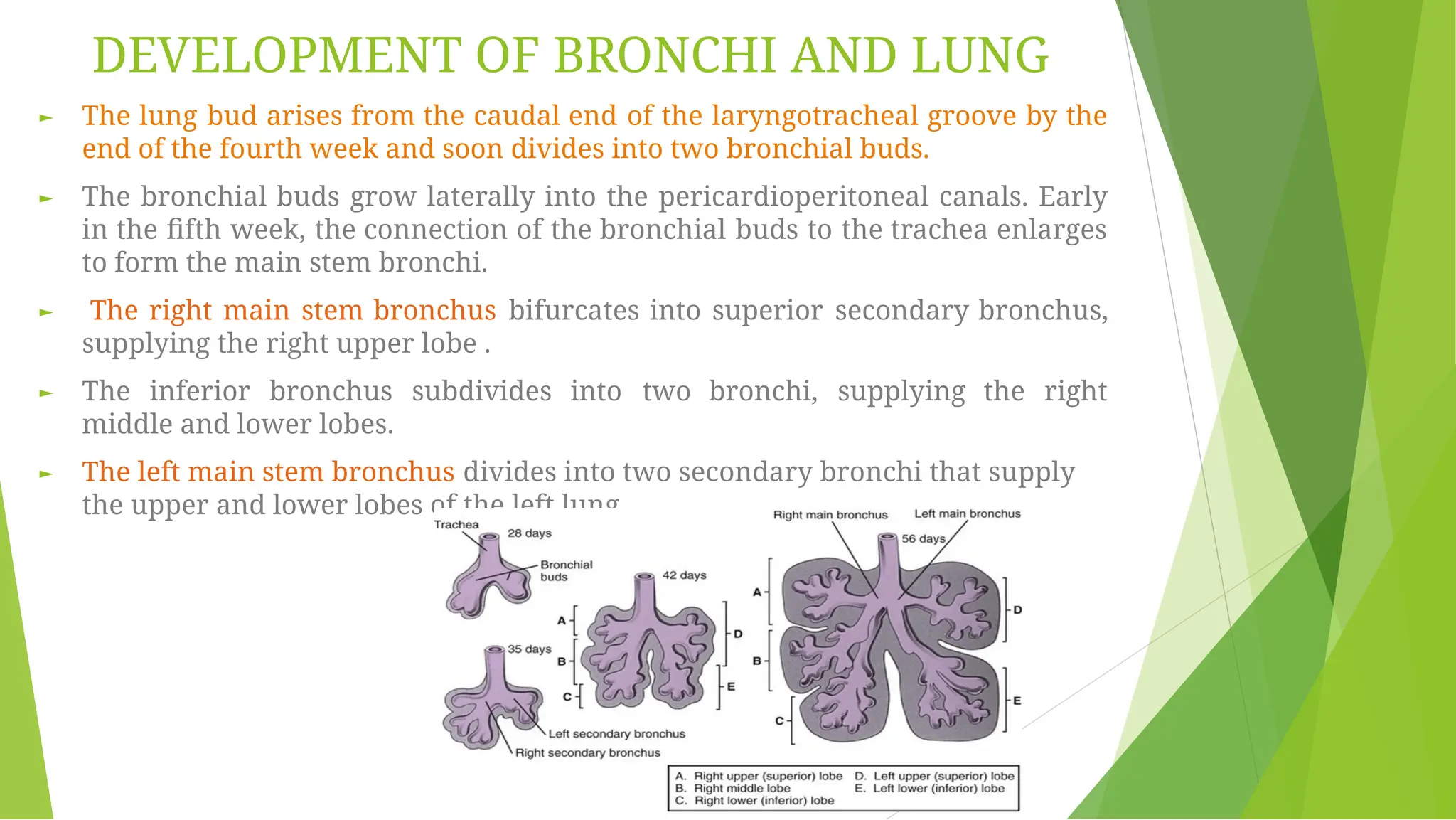 IMAGINFG OF CROSS-SECTIONAL ANATOMY OF LUNG.pdf