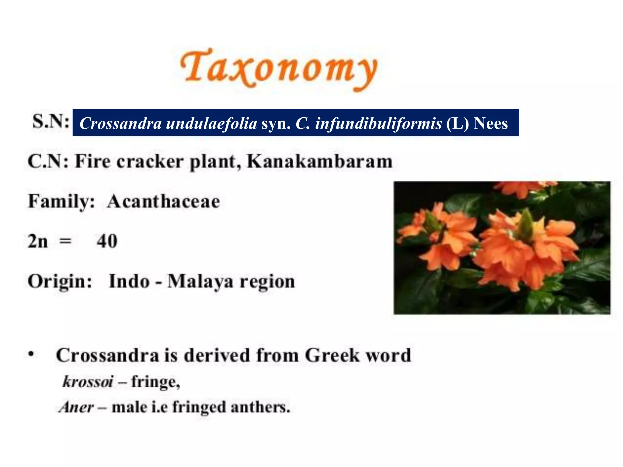 Crossandra.pptx