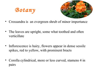 Crossandra andrew | PPT