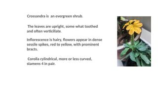Crossandra production technology ppt.pptx