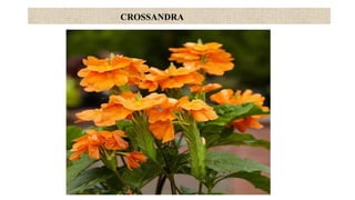 CROSSANDRA flowe rand BREEDING techniques 1-1.pptx