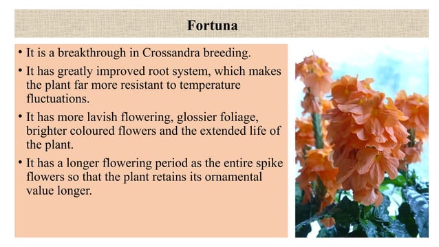 CROSSANDRA flowe rand BREEDING techniques 1-1.pptx