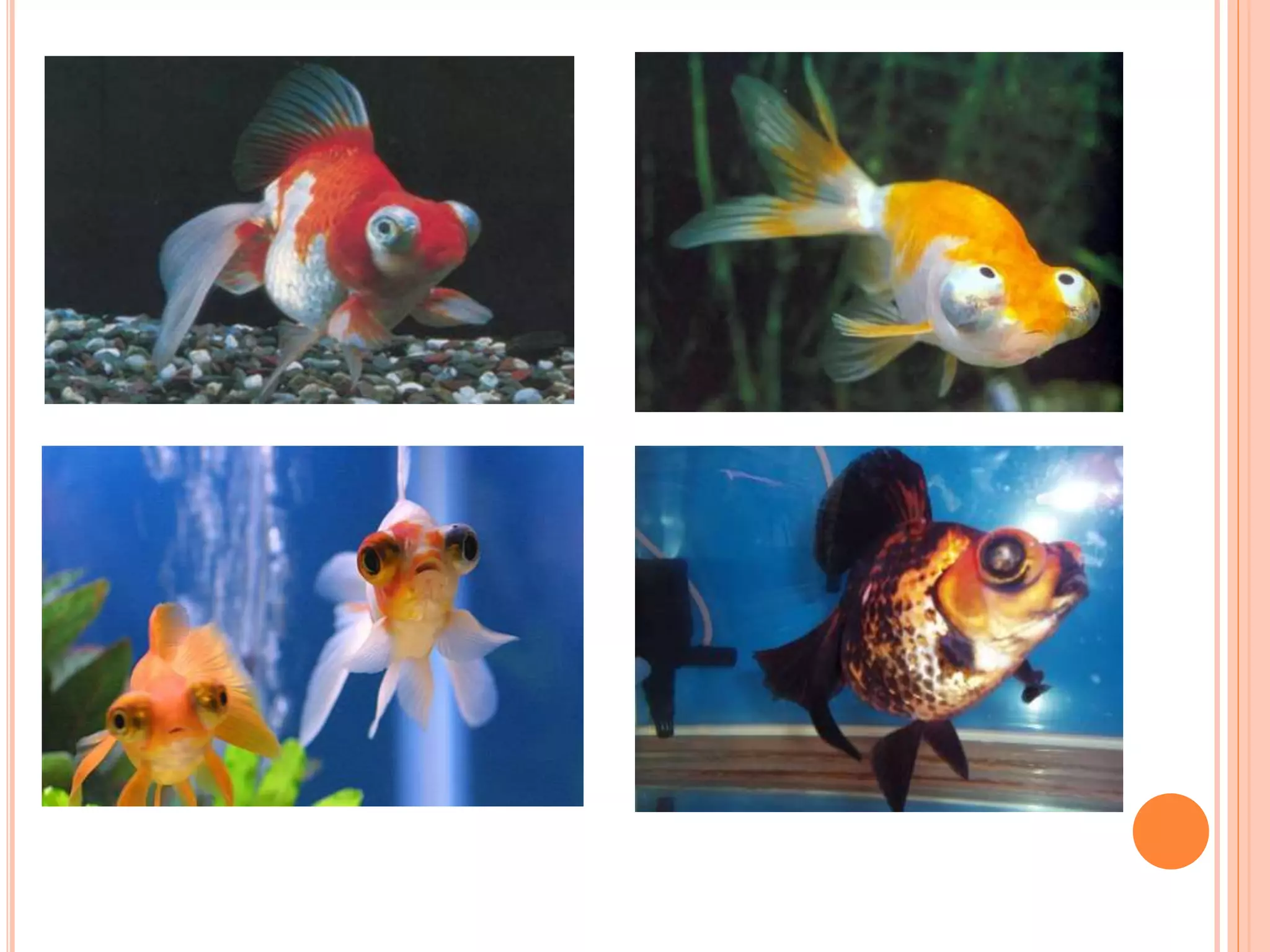 Cross breeding ikan mas koki normal dan teleskop | PPTX