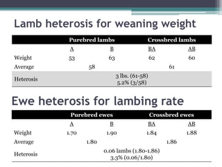 Crossbreeding with Katahdins | PPTX