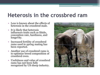 Crossbreeding with Katahdins | PPTX